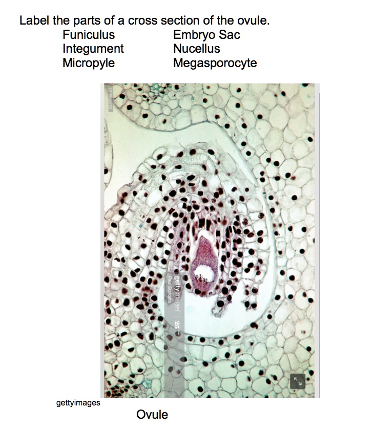 SOLVED: Label the parts of a cross section of the ovule Funiculus ...