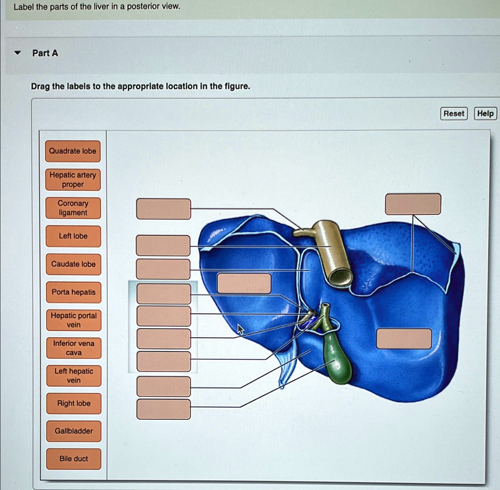 SOLVED: Label the parts of the liver in a posterior view. Part A Drag ...