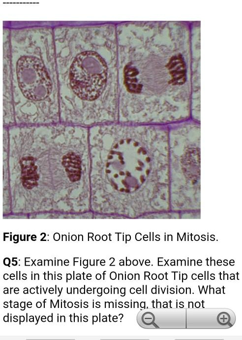 SOLVED: Figure 2: Onion Root Tip Cells in Mitosis Q5: Examine Figure 2 ...