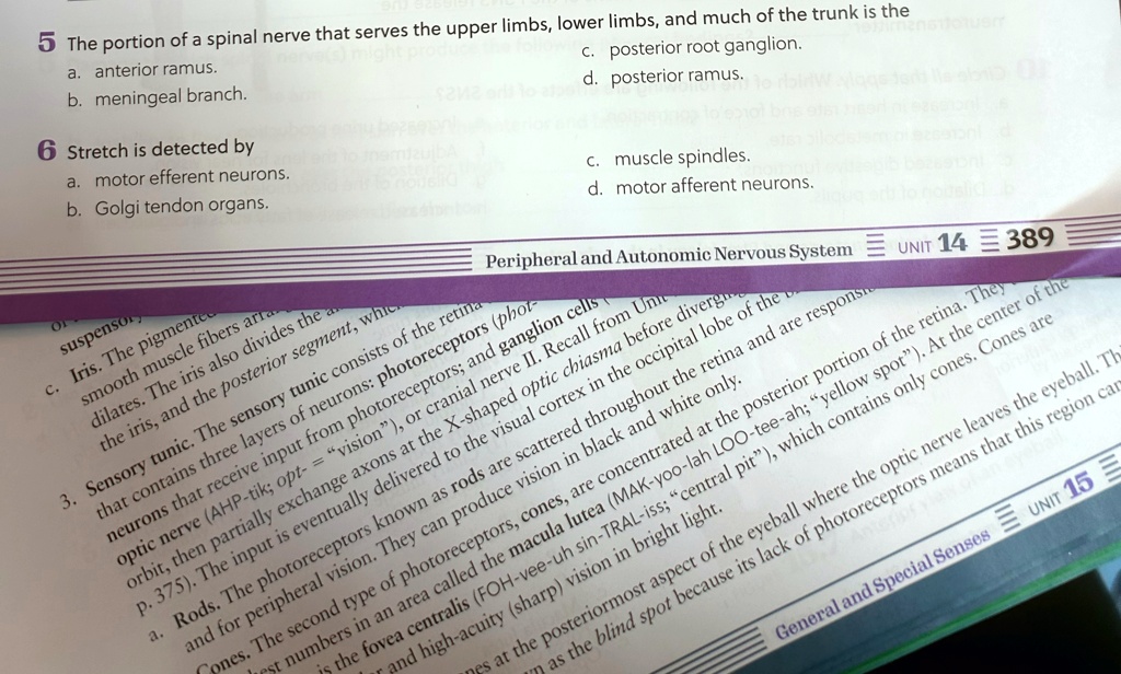 5 The portion of a spinal nerve that serves the upper limbs, lower ...