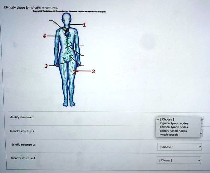 SOLVED: Identify these lymphatic structures. Identify structure 1 ... SOLVED: Identify these lymphatic structures. Identify structure 1 ...
