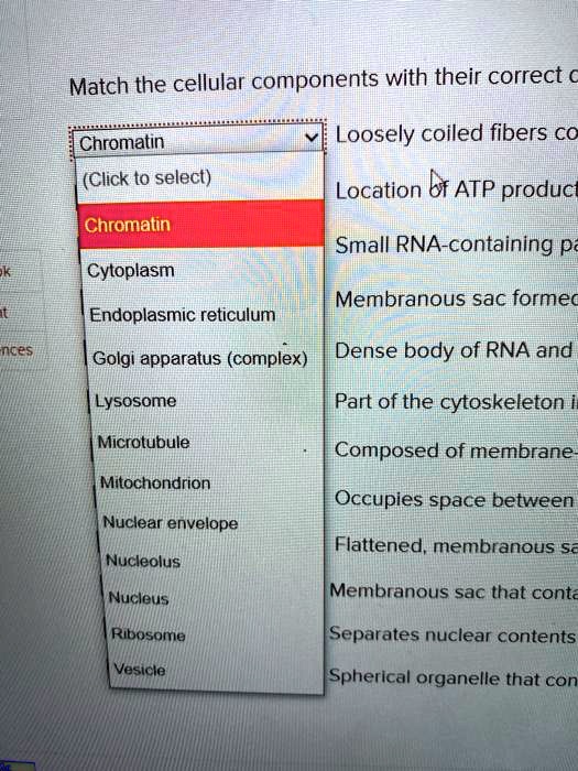 SOLVED:Match the cellular components with their correct I Chromatin ...