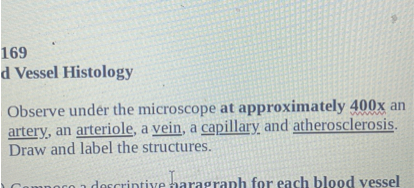 169 d Vessel Histology Observe under the microscope at approximately ...