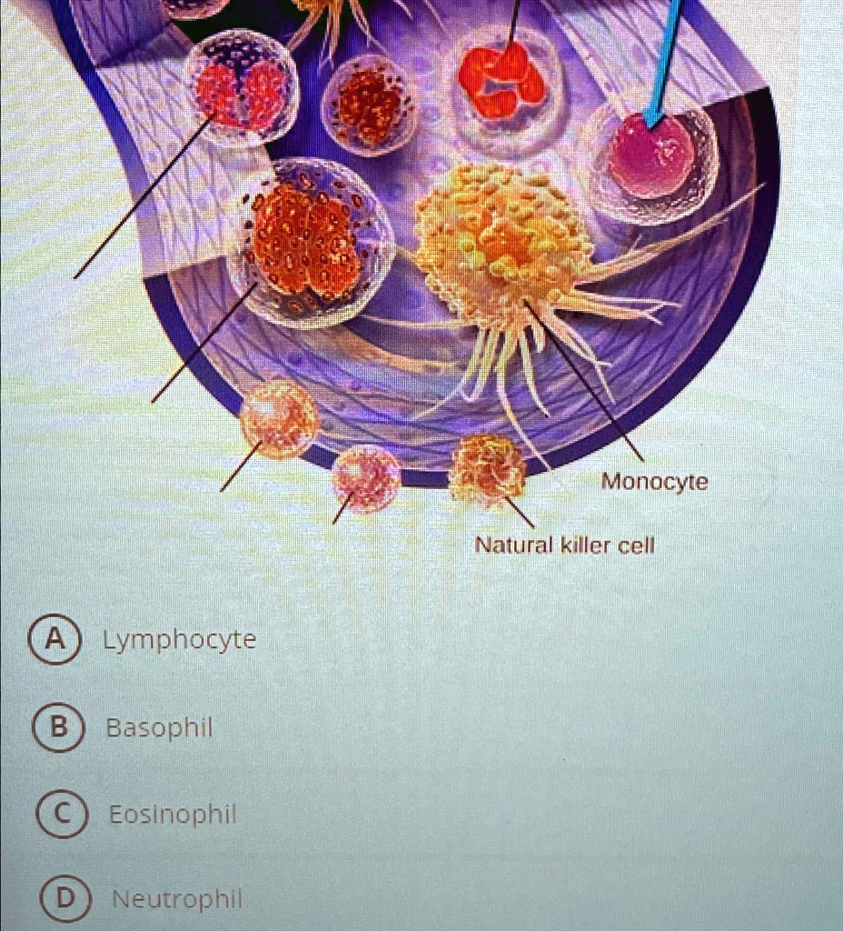 SOLVED: Which cell is indicated by the yellow arrow Lymphocyte Basophil Eosinophil Neutrophil ...