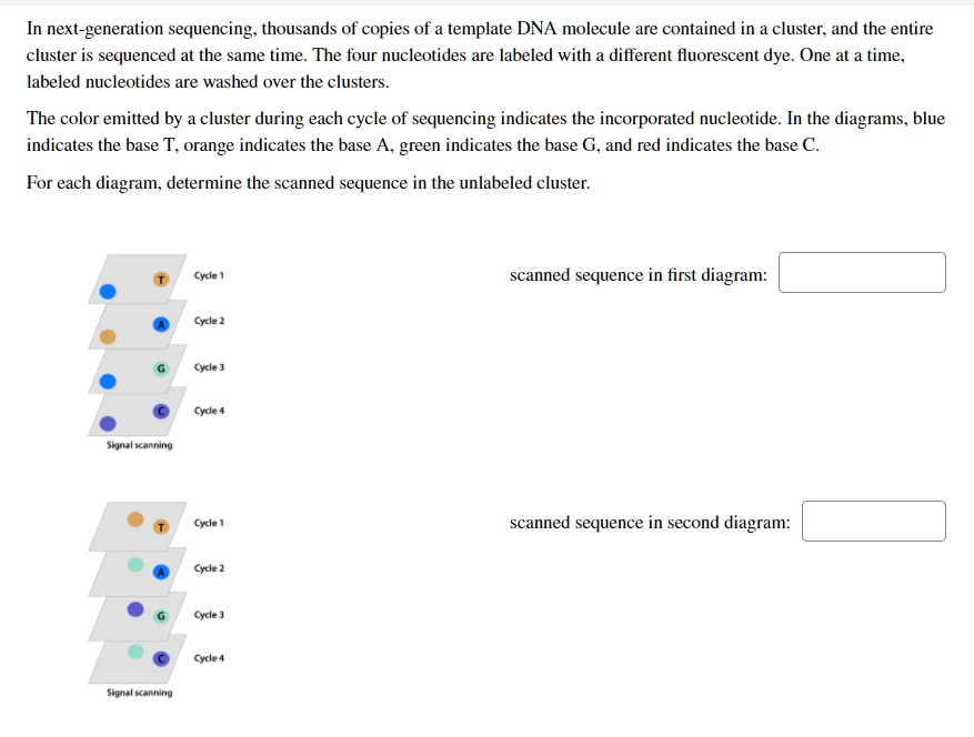 SOLVED: In next- generation sequencing: thousands of copies of template DNA molecule are ...