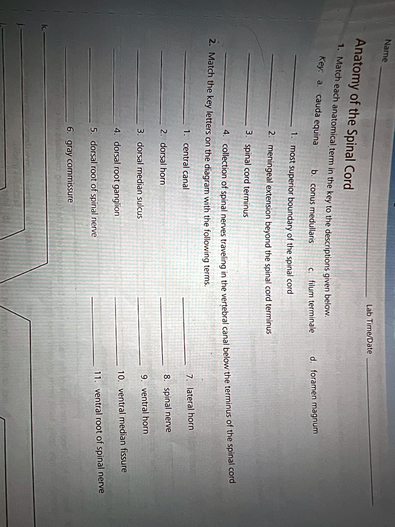 SOLVED: Label the components of a simple reflex arc: Sensory neuron ...