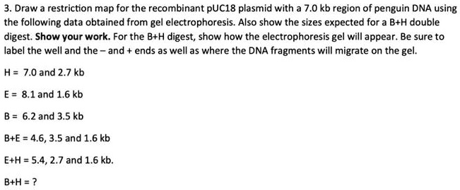 Puc18 Plasmid Map