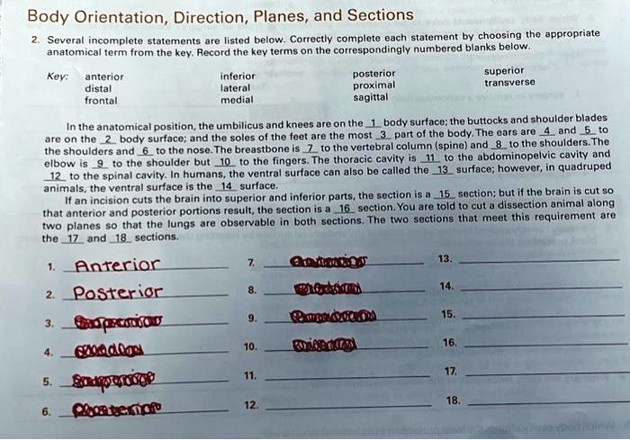 Body Orientation, Direction, Planes, and Sections 2. Several incomplete ...