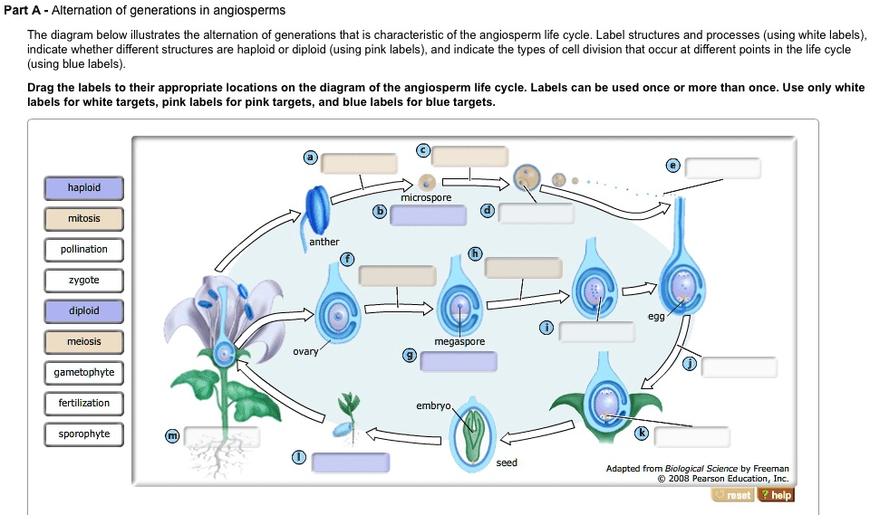 ' The diagram below illustrates the alternation of generations that is ...
