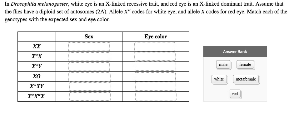 Solved In Drosophila Melanogaster White Eye Is An X Linked Recessive