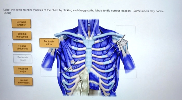 SOLVED: Label the deep anterior muscles of the chest by clicking and ...
