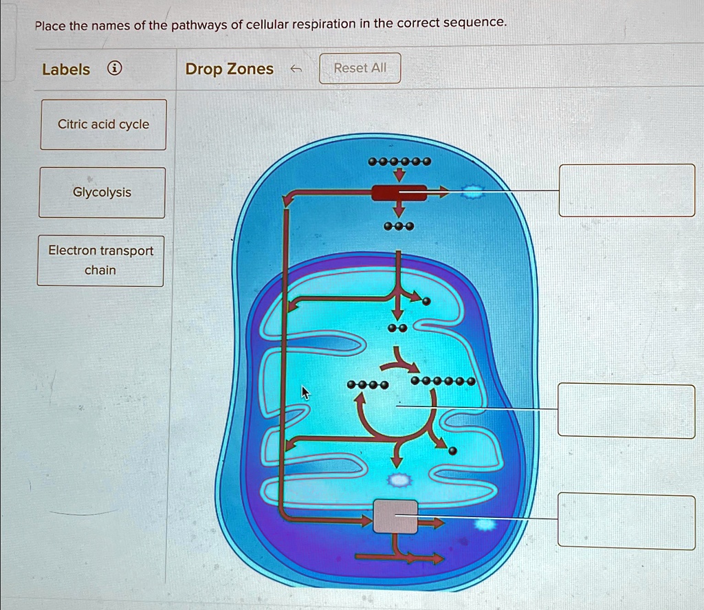 Place the names of the pathways of cellular respiration in the correct sequence. Labels Citric ...