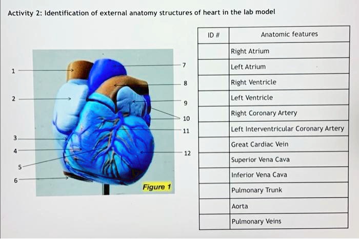 activity 2 identification of external anatomy structures of heart in ...