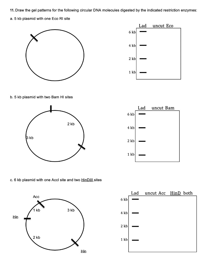 SOLVED: 11. Draw the gel patterns for the following circular DNA molecules digested by the ...