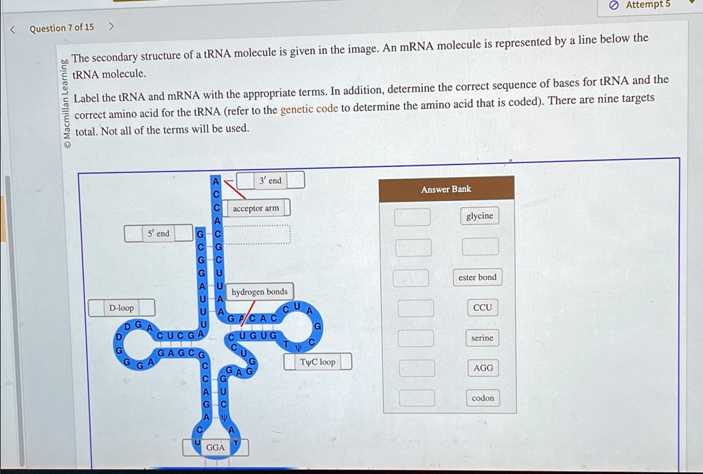 Attempt 5 Question 7 Of 15 The Secondary Structure Of A Trna Molecule