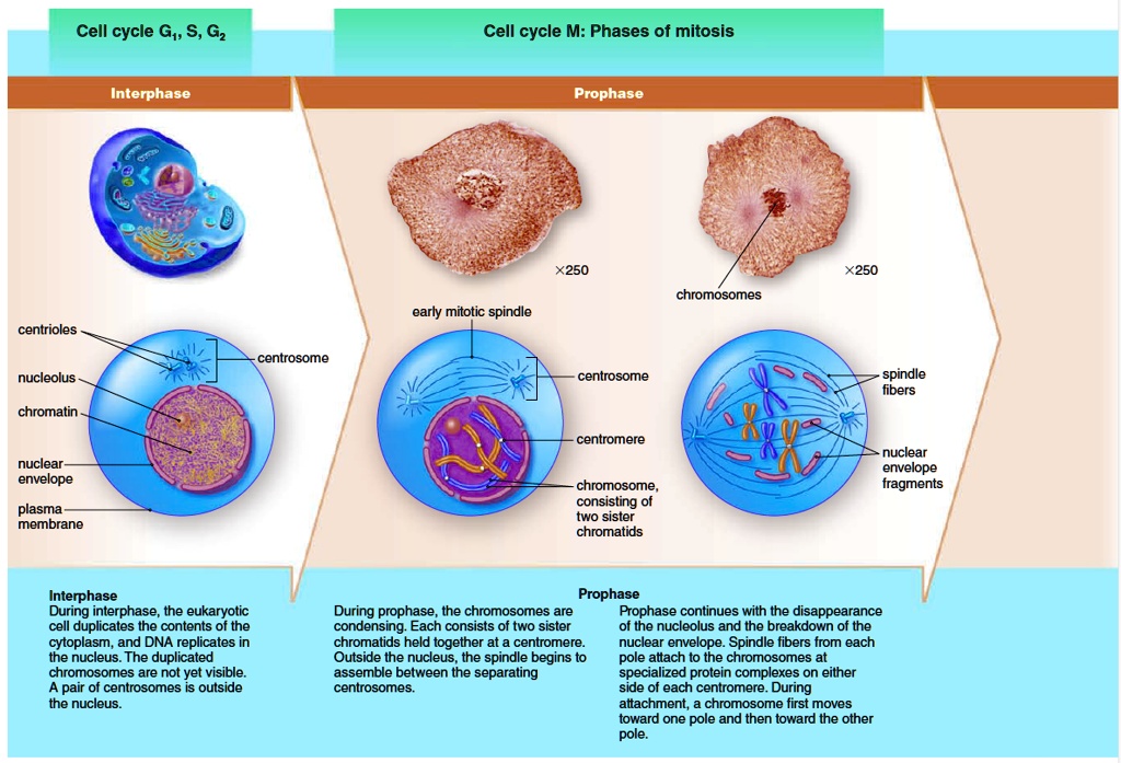 SOLVED: Cell cycle Gz, S, Gz Cell cycle M: Phases of mitosis Interphase ...