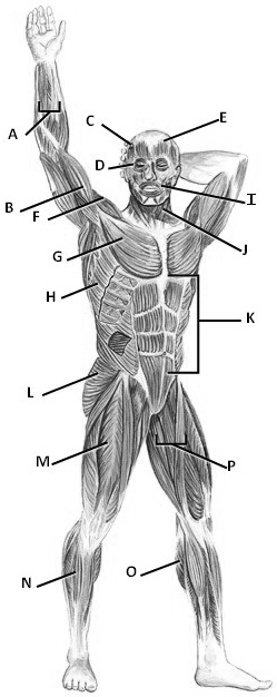 SOLVED: 'Match each muscle name with the letter that correctly ...