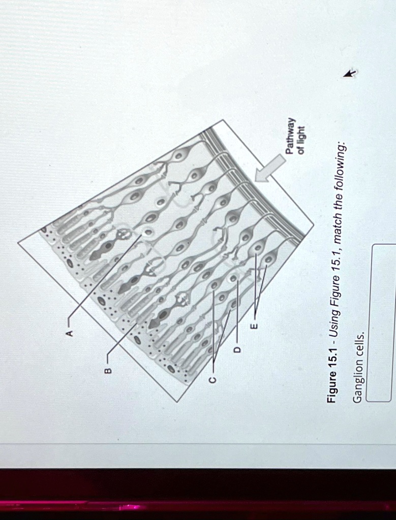 SOLVED: Figure 15.1 - Using Figure 15.1, match the following: Ganglion ... SOLVED: Figure 15.1 - Using Figure 15.1, match the following: Ganglion ...