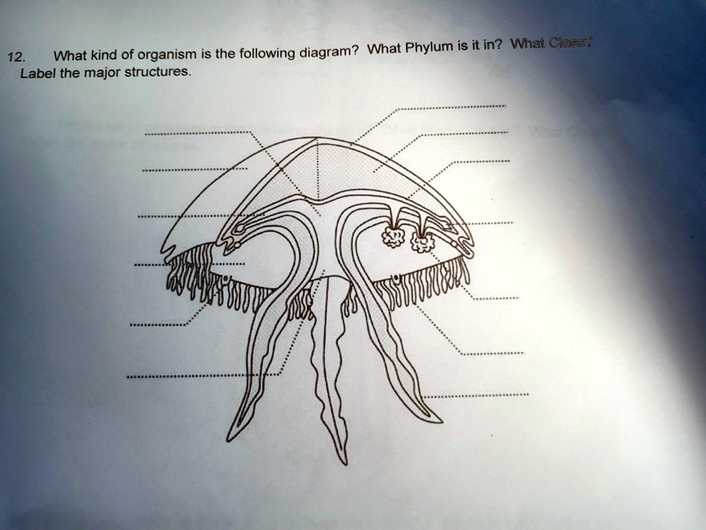 what kind of organism is the following diagram what phylum is it in ...