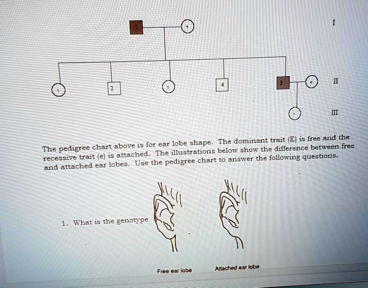 SOLVED: The dominant trait (E) is free and the pedigree chart above is ...