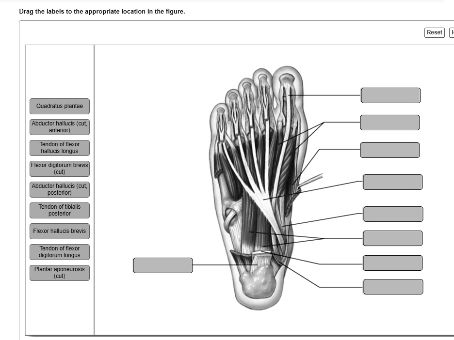 Drag the labels to the appropriate location in the figure. Reset ...
