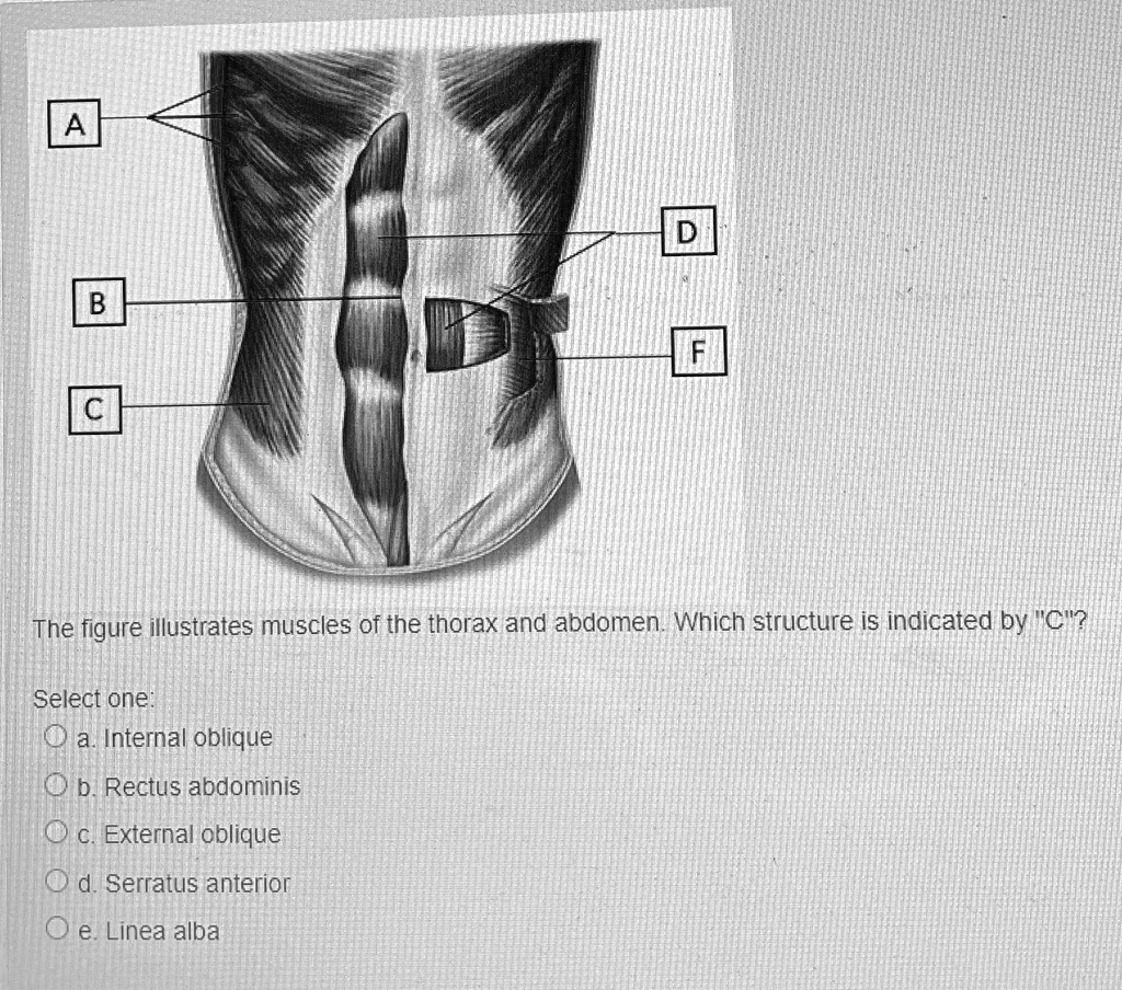 SOLVED: The figure illustrates muscles of the thorax and abdomen. Which ...