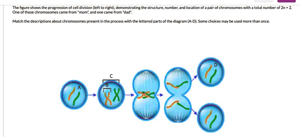 The figure shows the progression of cell division (left to right ...