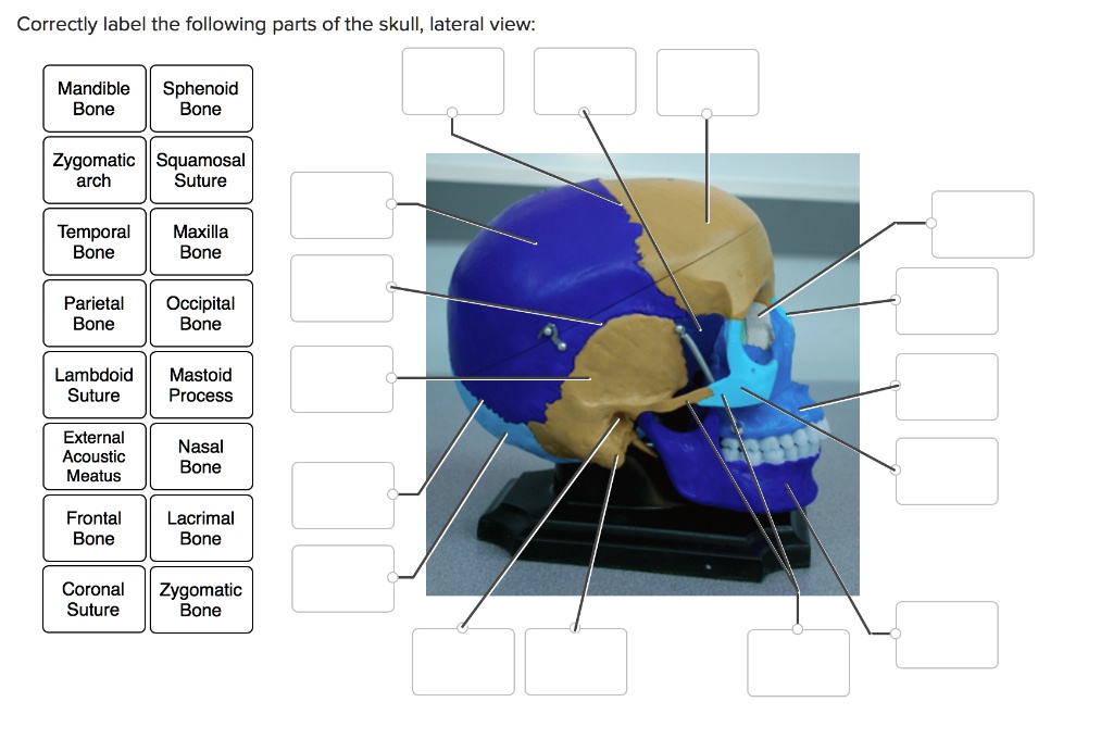 SOLVED: Text: Correctly label the following parts of the skull, lateral ...