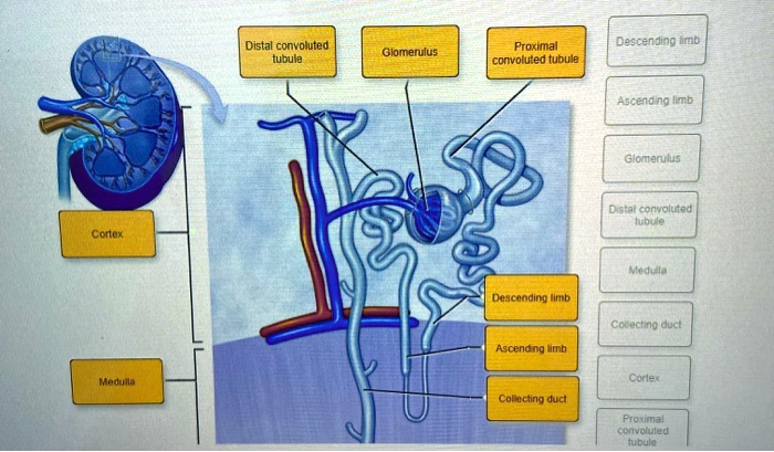 SOLVED: Distal convoluted tubule Proximal Descending limb Glomerulus ...