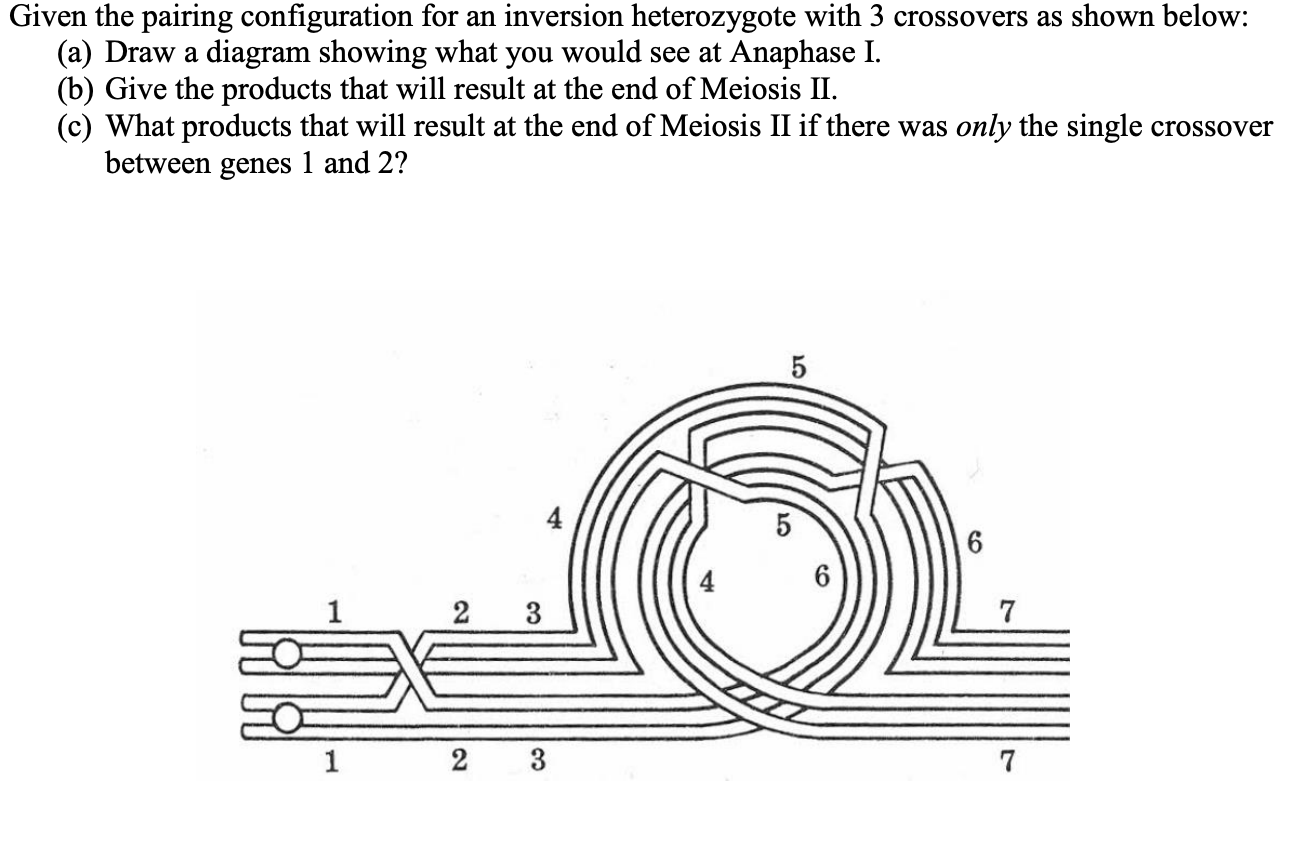 SOLVED: Given the pairing configuration for an inversion heterozygote ...