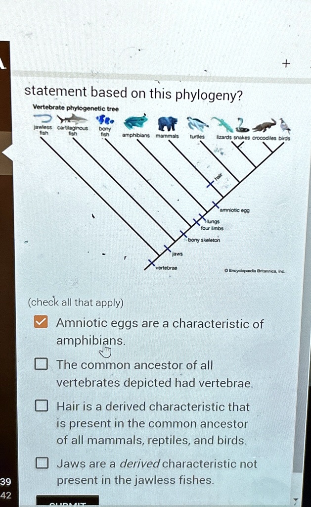 statement based on this phylogeny? Vertebrate phylogenetic tree jawless ...