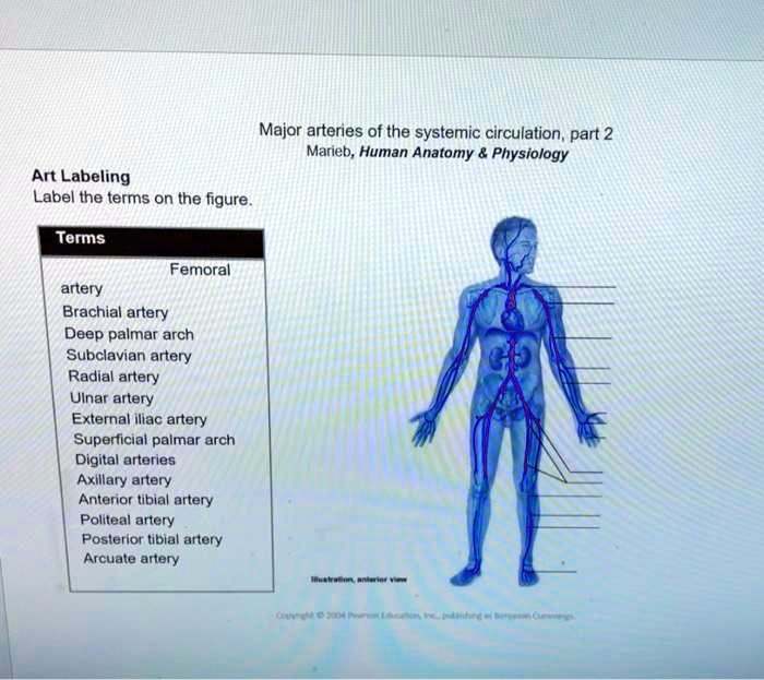 SOLVED: Texts: Major arteries of the systemic circulation, part 2 ...