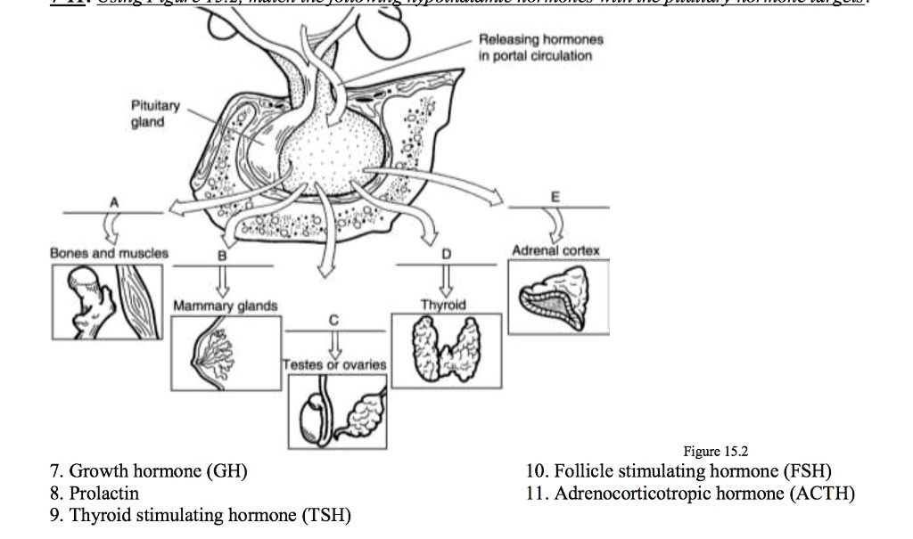SOLVED: Using Figure, match the following hypothalamic hormones with ...
