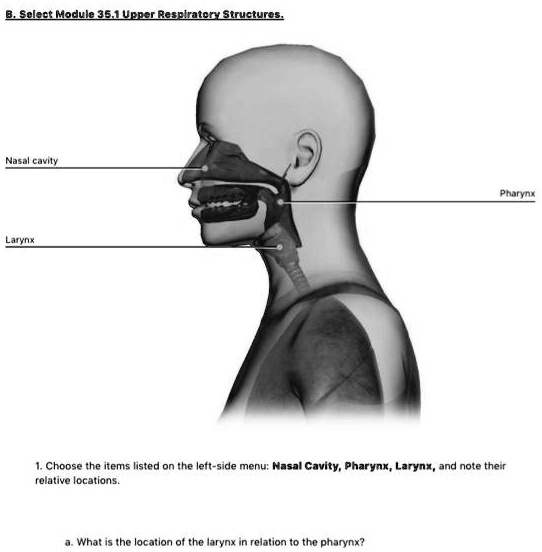 SOLVED: Select Module 35.1: Upper Respiratory Structures. Nasal cavity ...