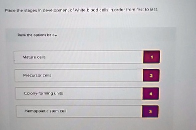 Place the stages in development of white blood cells in order from ...