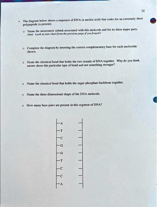 32 The diagram below shows a sequence of DNA (a nucleic acid) that codes for an extremely short ...