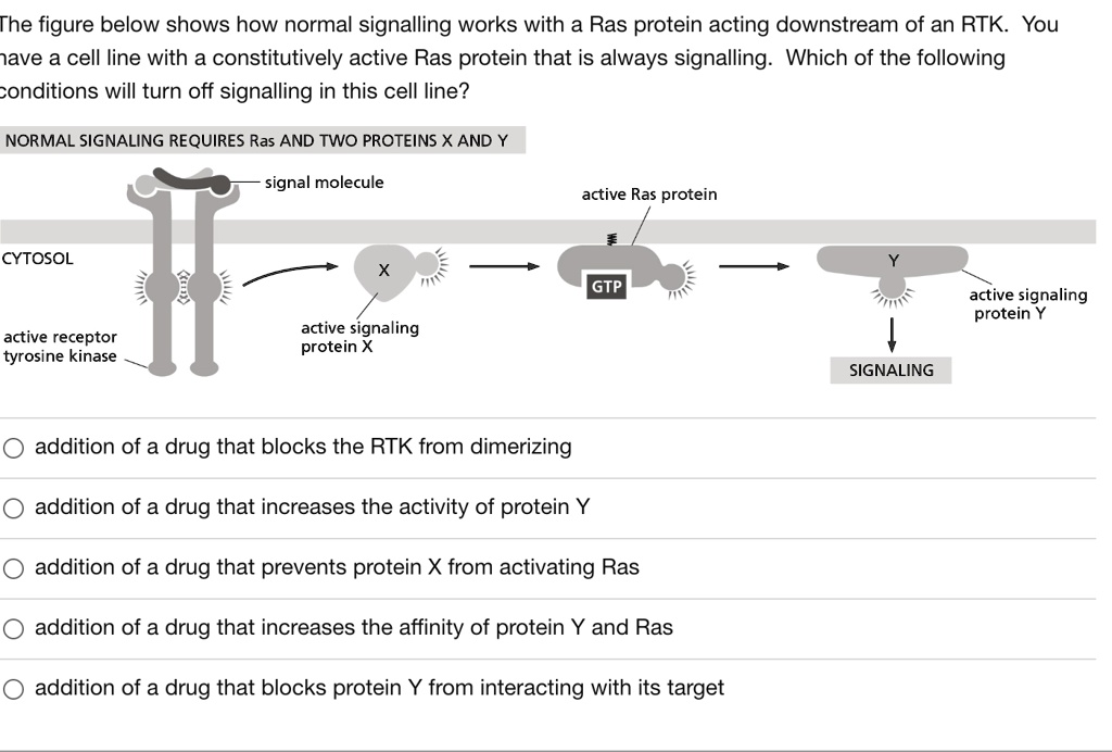 SOLVED: The figure below shows how normal signalling works with a Ras ...