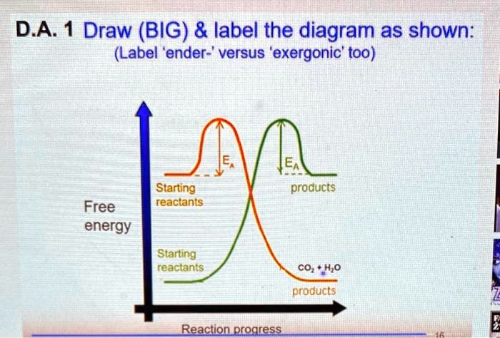 SOLVED: DA. 1 Draw (BIG) label the diagram as shown: (Label 'ender ...
