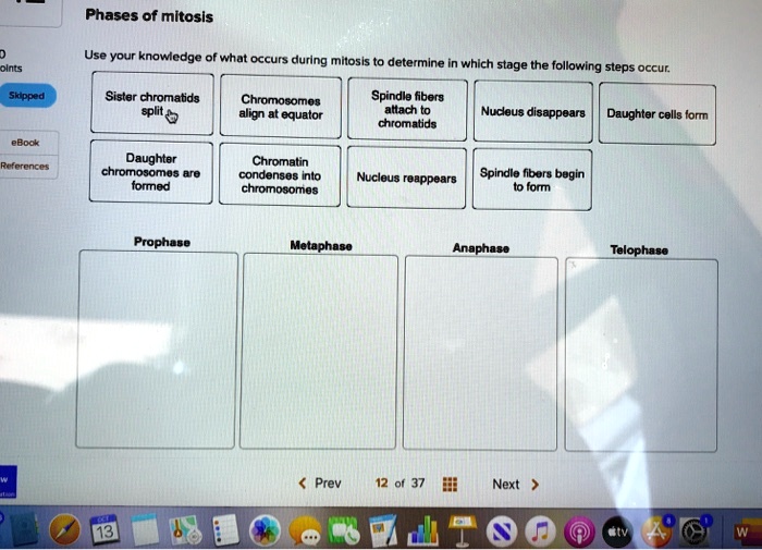Phases of mitosis Use your knowledge of what occurs during mitosis to ...