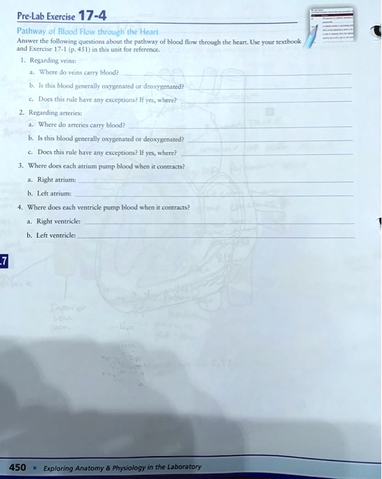 SOLVED: Pre-Lab Exercise 17-4: Pathway of Blood Flow through the Heart ...