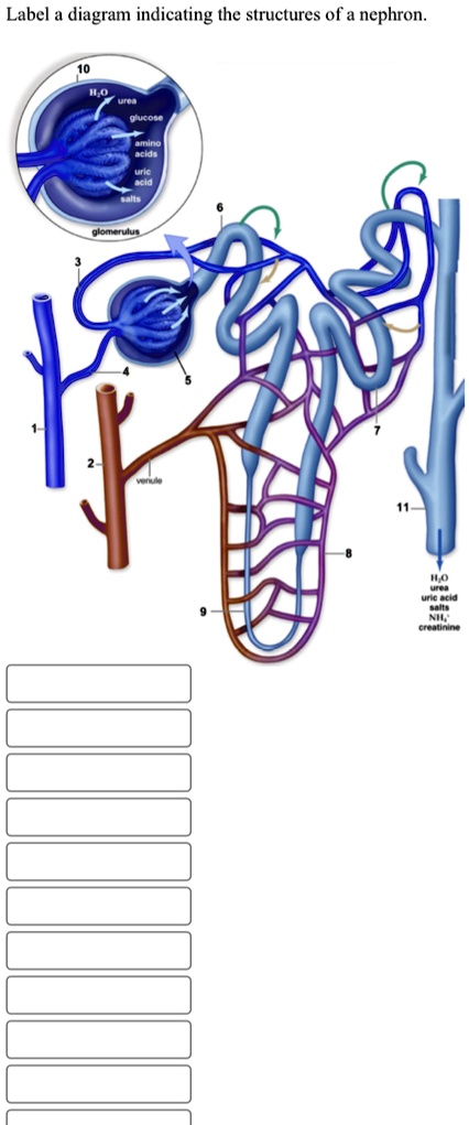 Label a diagram indicating the structures of a nephron. Label a diagram ...
