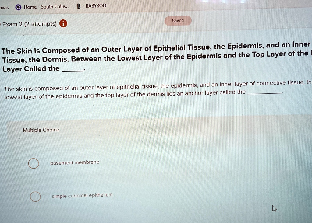 the skin is composed of an outer layer of epithelial tissue the ...