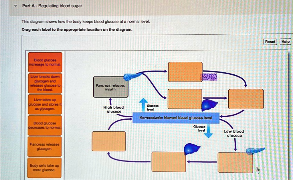 SOLVED: Part A - Regulating blood sugar This diagram shows how the body ...