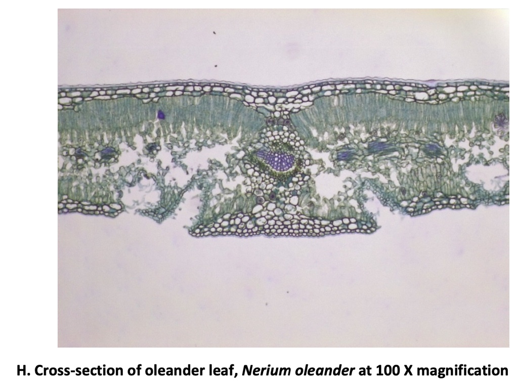 SOLVED: H: Cross-section of oleander leaf, Nerium oleander at 100 X ...