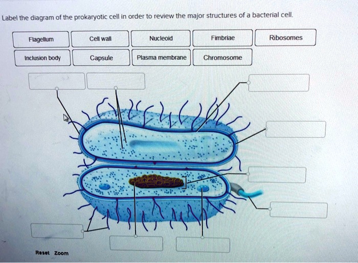 SOLVED: Label the diagram of the prokaryotic cell in order to review ...
