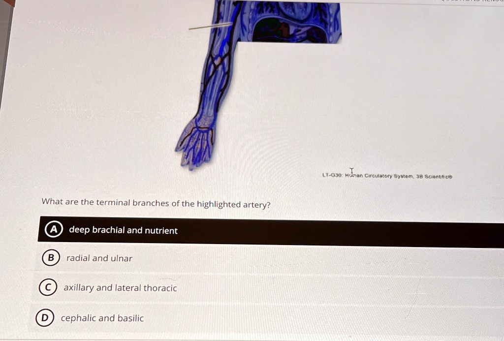 what are the terminal branches of the highlighted artery a deep brachial and nutrient b radial ...
