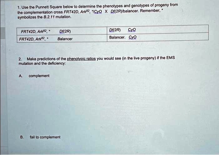 1. Use the Punnett Square below to determine the phenotypes and ...