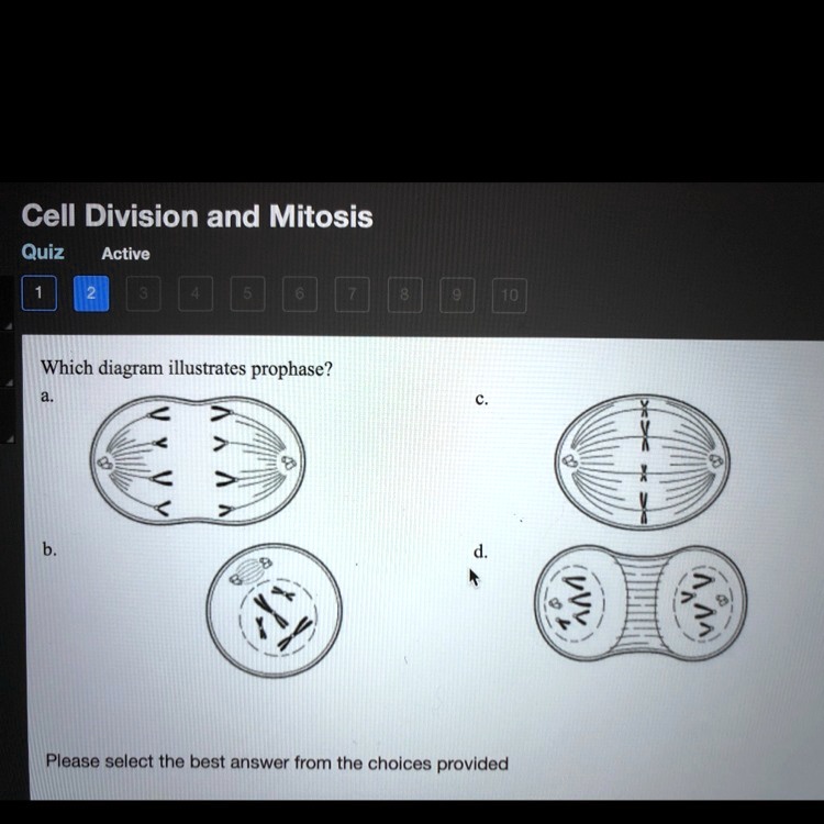 Cell Division and Mitosis Quiz Active 1 2 3 4 5 6 7 8 9 10 Which ...