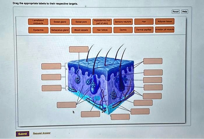 Drag the appropriate labels to their respective targets. Reset Help ...