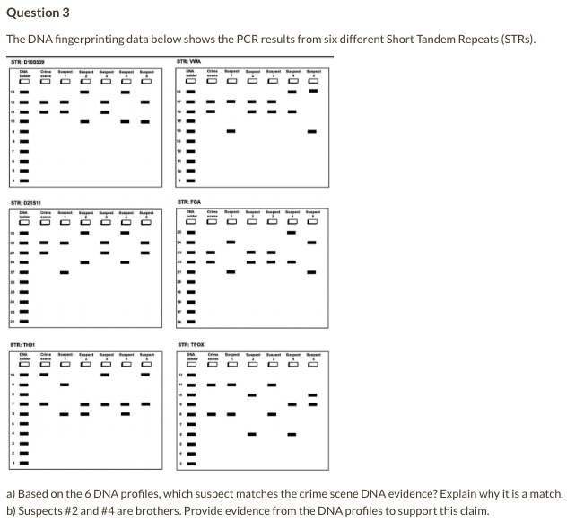 SOLVED: The DNA fingerprinting data below shows the PCR results from ...
